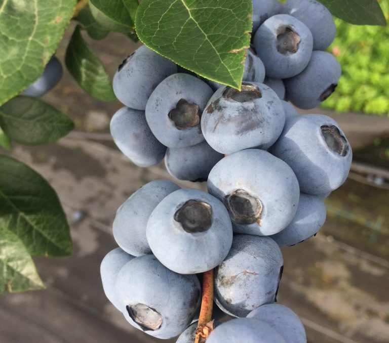 日本一詳しいブルーベリー品種解説 - 愛知県岡崎市の観光ならブルーベリファームおかざき