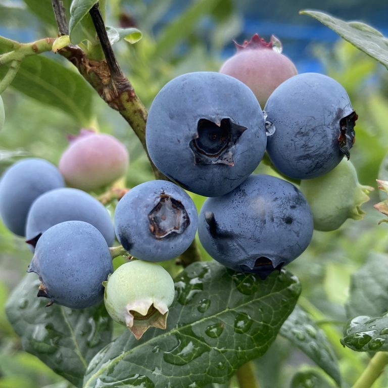 日本一詳しいブルーベリー品種解説 - 愛知県岡崎市の観光ならブルーベリファームおかざき